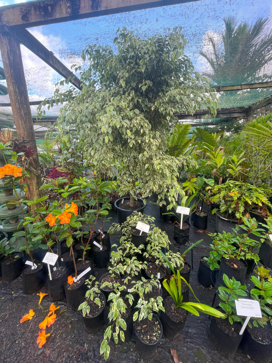 Specimen Trees - Bream Bay Green World