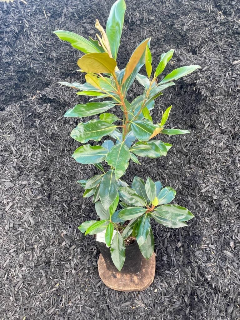 Specimen Trees - Bream Bay Green World