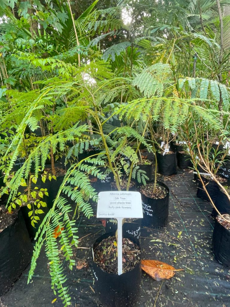 Specimen Trees - Bream Bay Green World